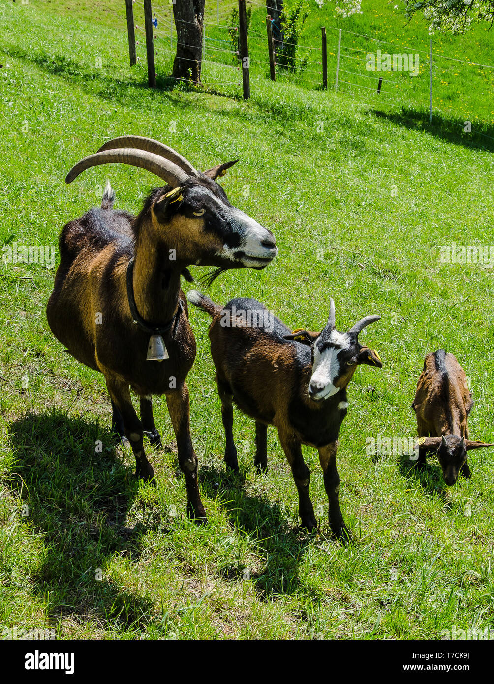 Dérivé des races autrichiennes de race landaise et pinzgauer Banque de ...