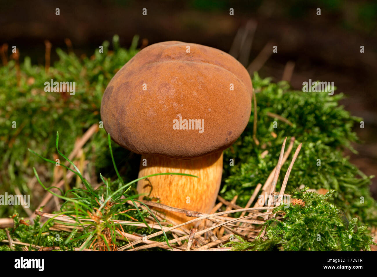 Bolete mushrooms Banque de photographies et d’images à haute résolution ...