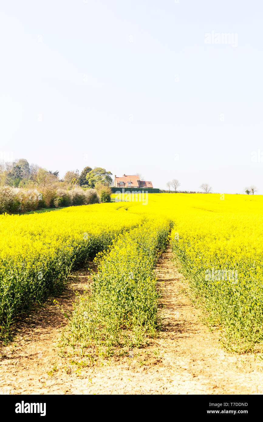 Le viol, de colza, de canola, colza, Brassicaceae, Brassica napus ...