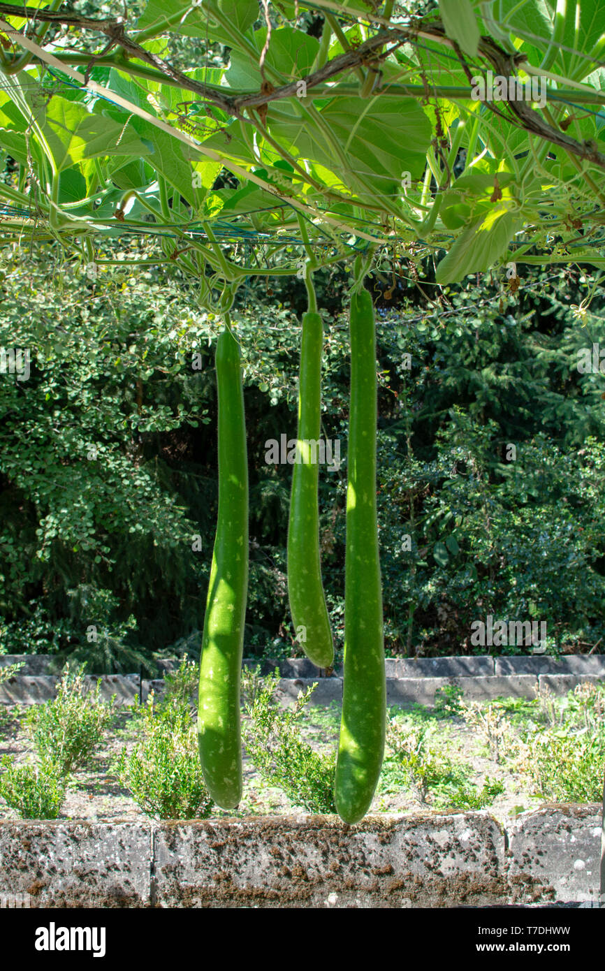 Calebasse, gourde bouteille verte à fleurs blanches ou gourd Lagenaria ...