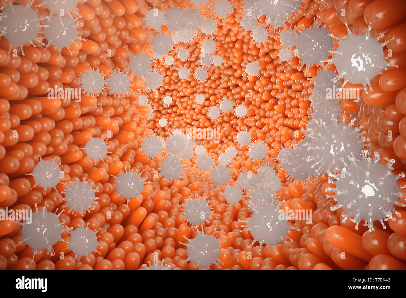 La muqueuse intestinale, les villosités intestinales. Les bactéries et ...