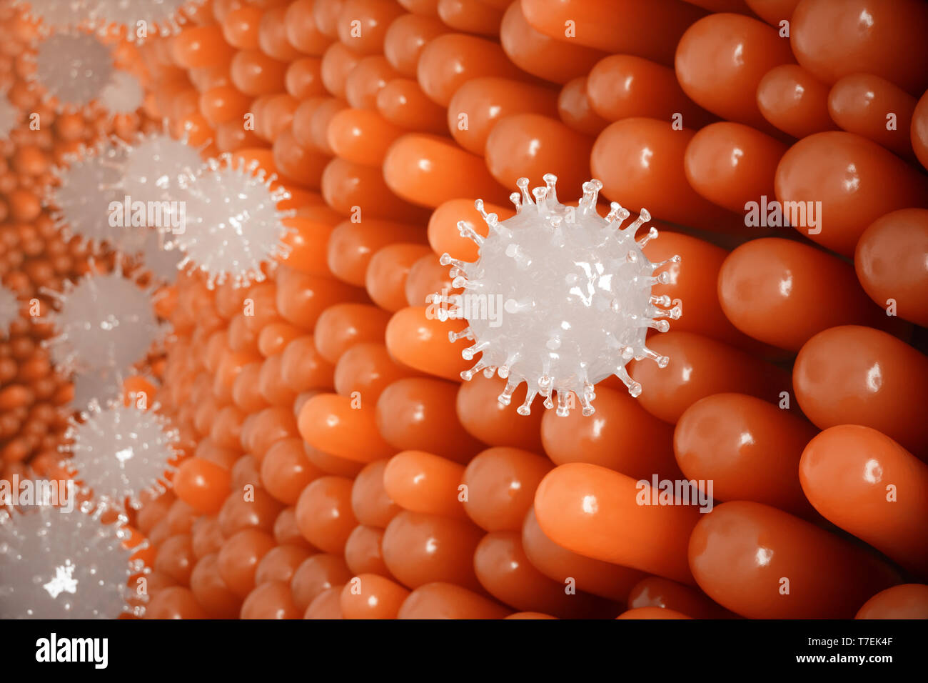 La muqueuse intestinale, les villosités intestinales. Les bactéries et ...