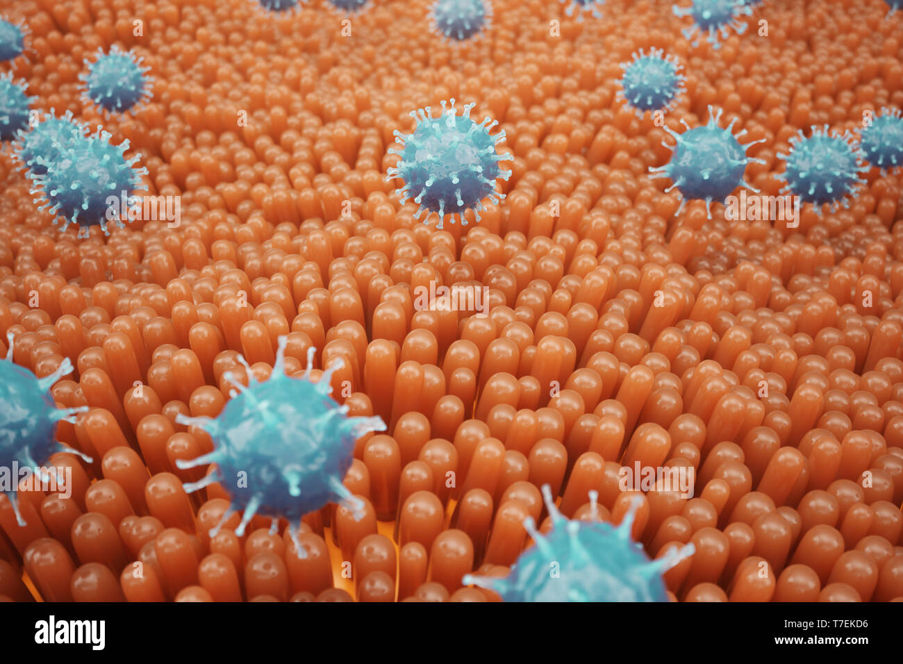 La muqueuse intestinale, les villosités intestinales. Les bactéries et ...