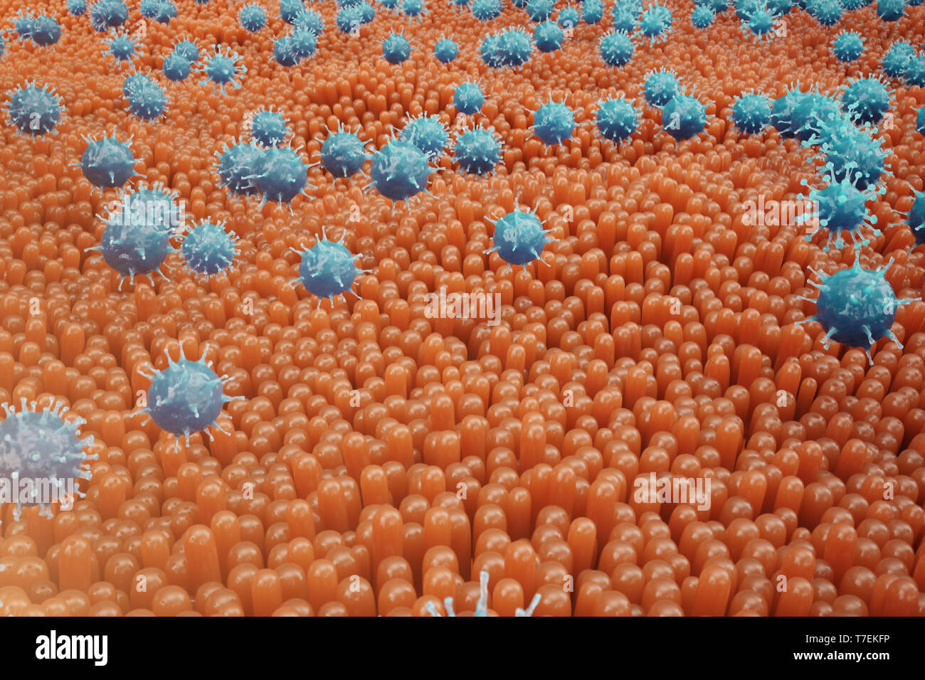 La muqueuse intestinale, les villosités intestinales. Les bactéries et ...