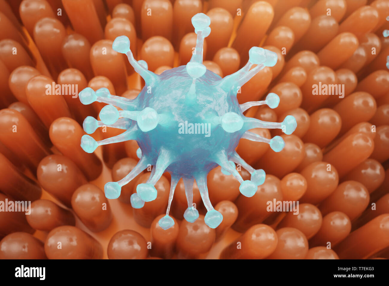 La muqueuse intestinale, les villosités intestinales. Les bactéries et ...