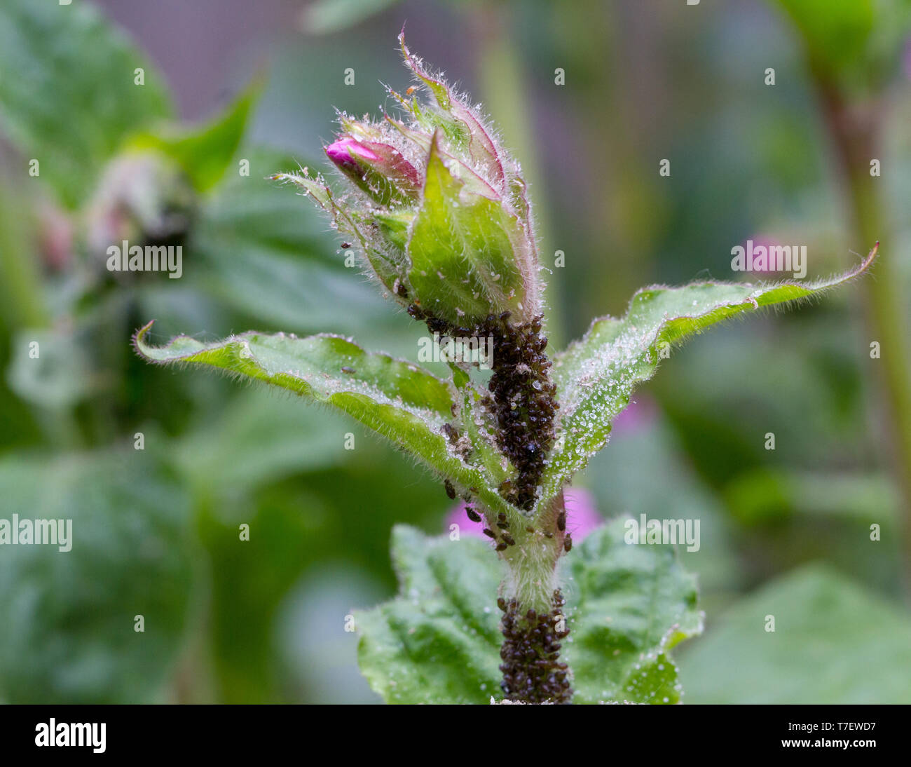 Recouvert de miellat collant Banque de photographies et d’images à ...