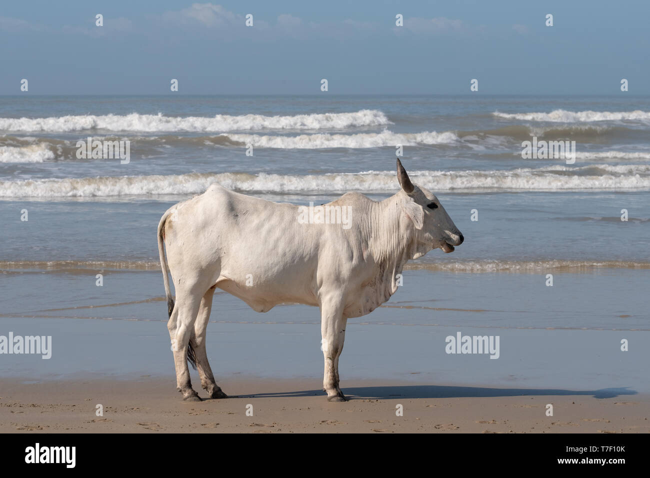 Requin vache Banque de photographies et d’images à haute résolution - Alamy