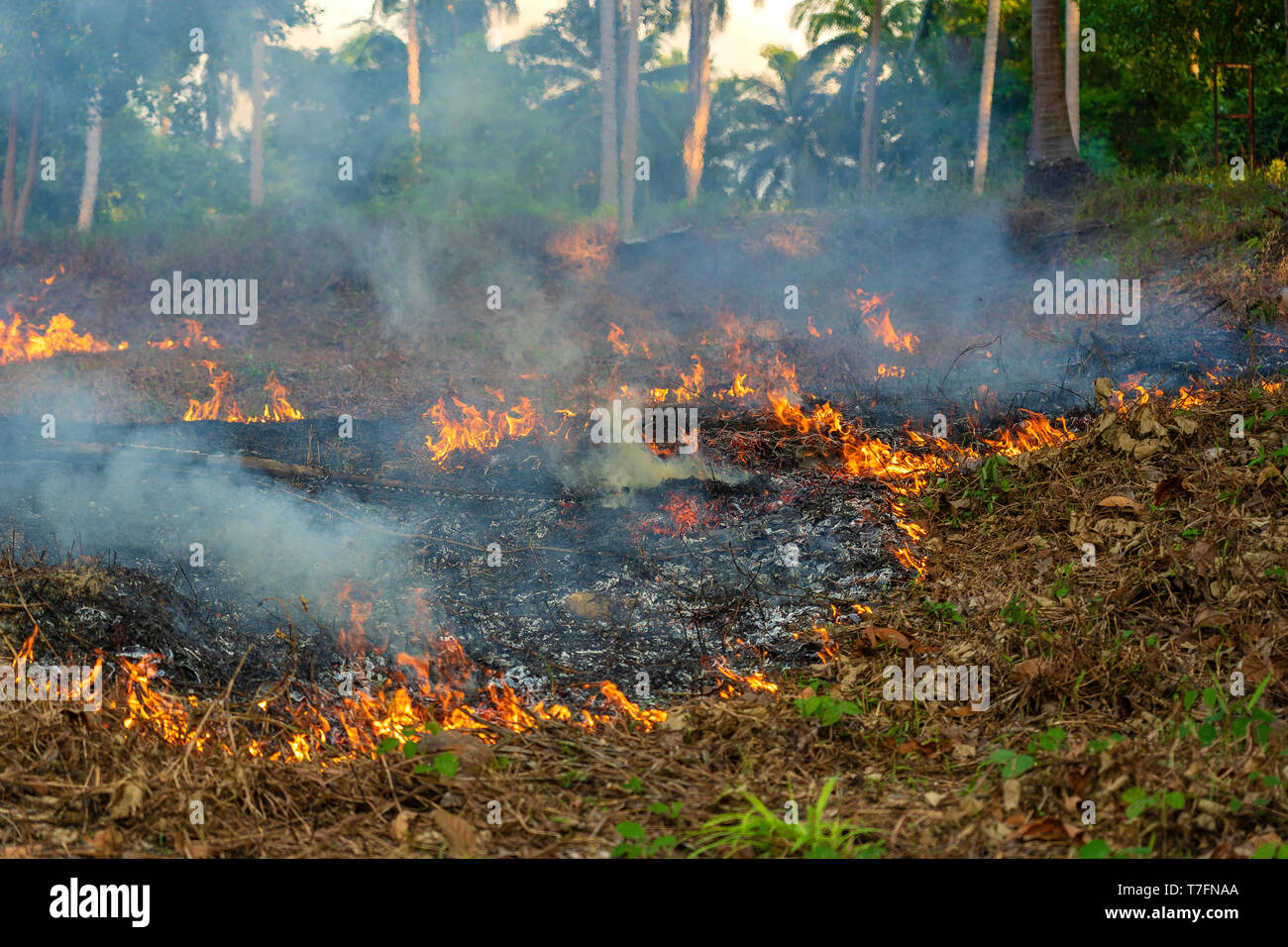 Dégâts Des Feux De Forêt Banque d'image et photos - Alamy