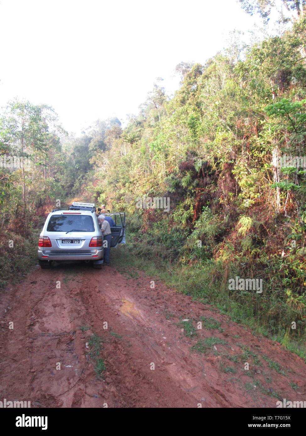 Safari en Jeep à travers une jungle dense sur les routes de terre au ...
