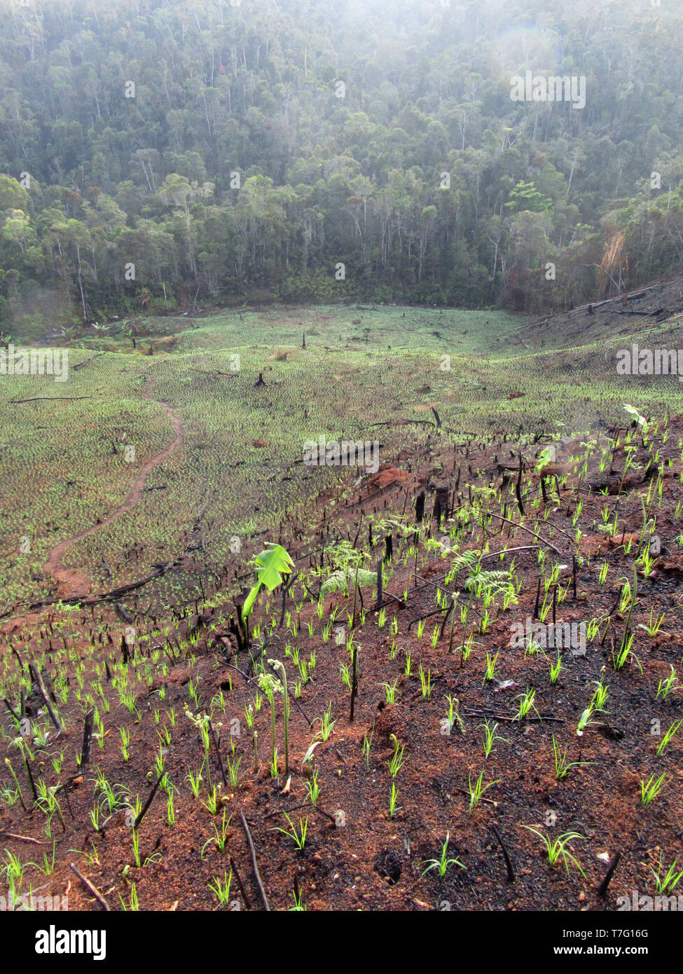 Agriculture sur brûlis Banque de photographies et d’images à haute ...
