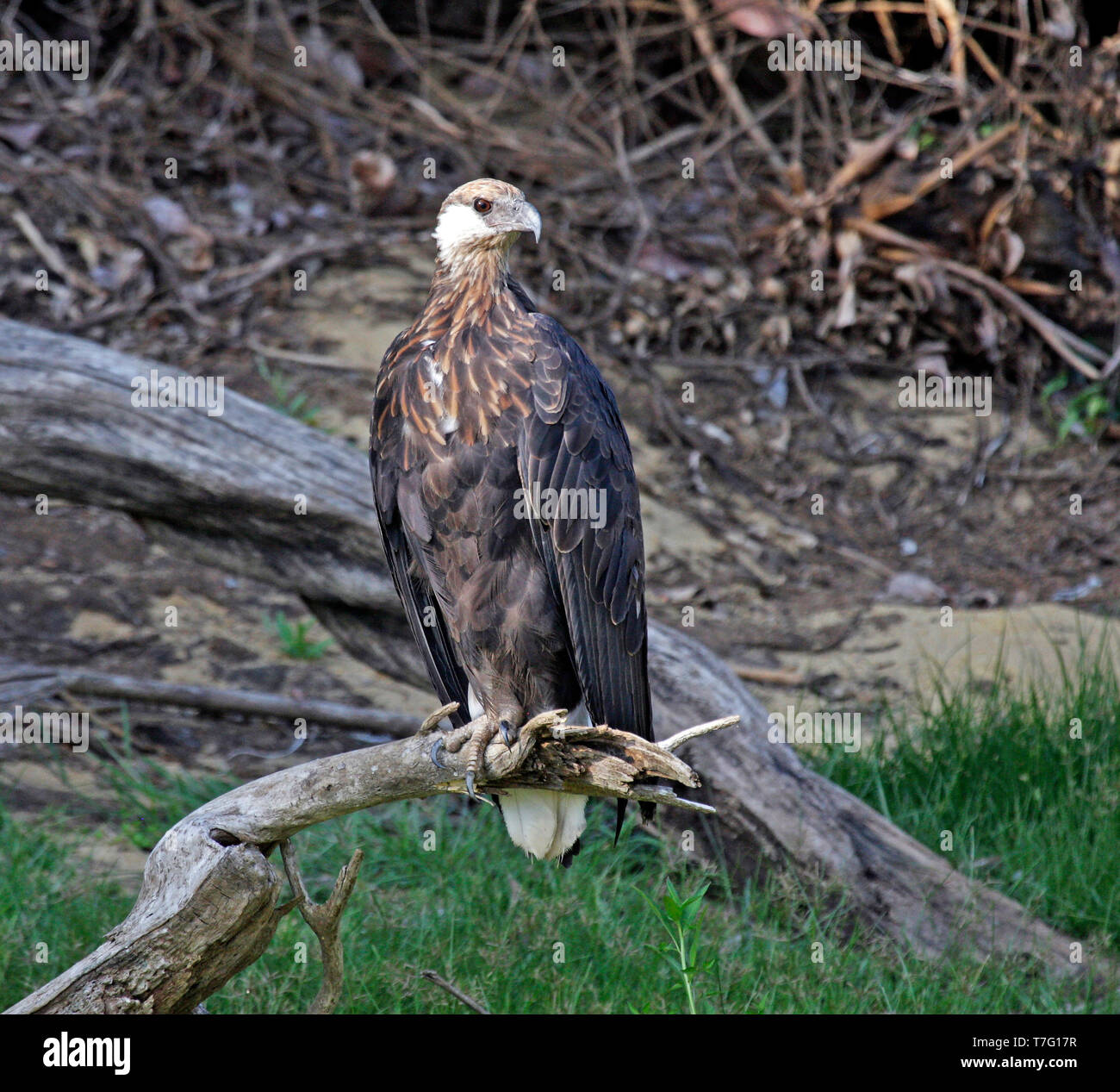 Critique d'extinction des poissons de Madagascar (Haliaeetus ...