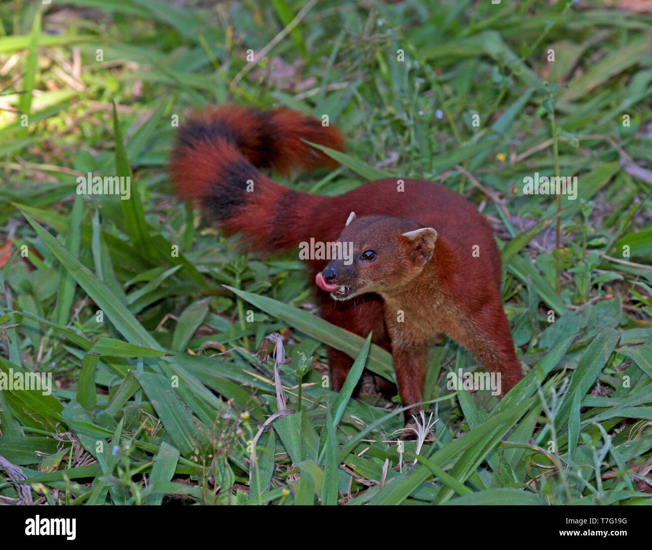 Galidia elegans Banque de photographies et d’images à haute résolution ...