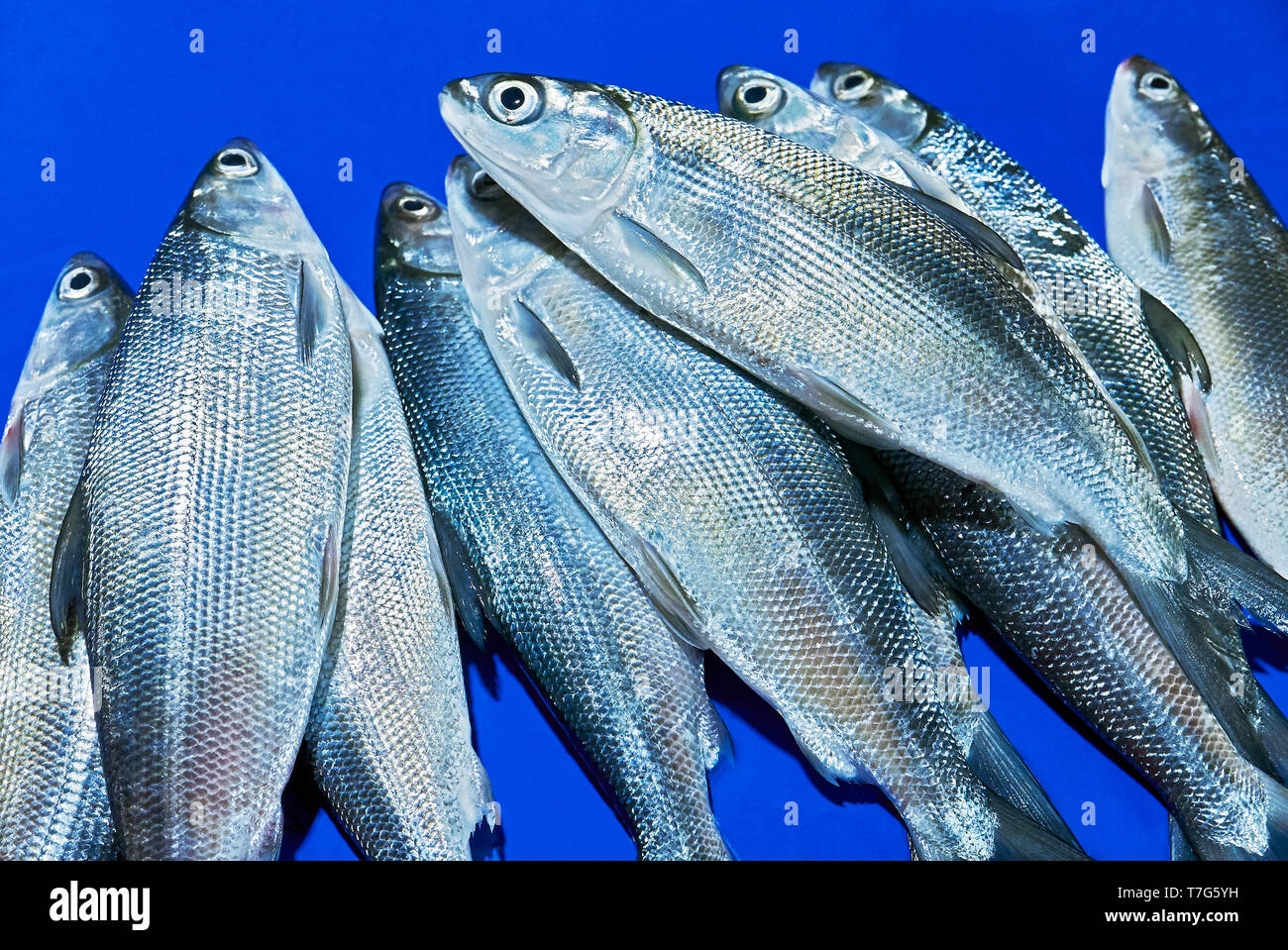 Poisson au lait Banque de photographies et d’images à haute résolution ...