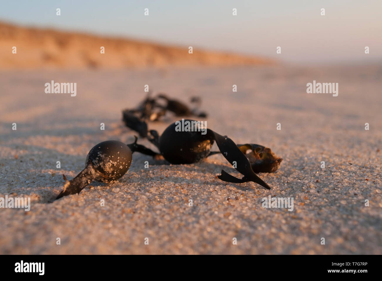 Varech ascophyllum nodosum Banque de photographies et d’images à haute ...