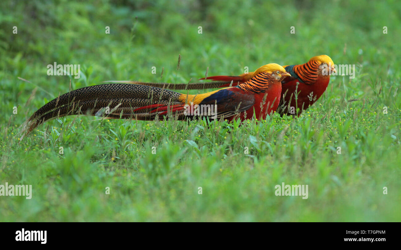 Le faisan doré ou faisan chinois (Chrysolophus pictus Photo Stock - Alamy
