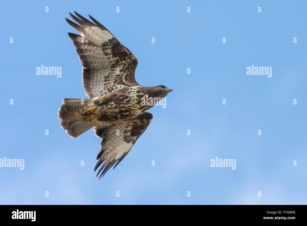 Buse variable (Buteo buteo), les adultes en vol vu du dessous Photo ...