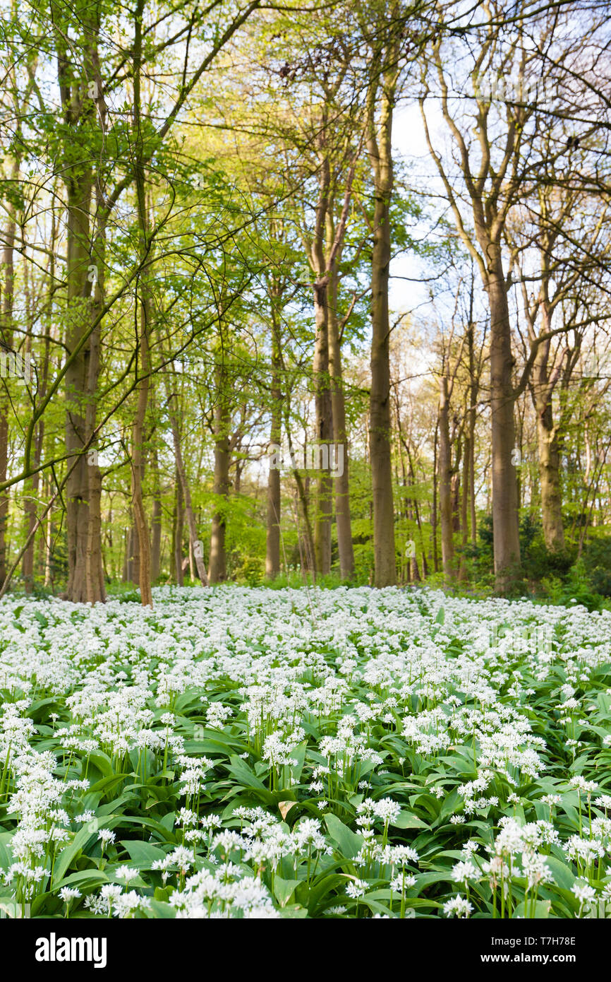 Floraison ail sauvage allium ursinum Banque de photographies et d ...