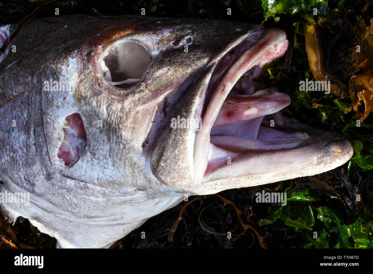 Poisson Langue Banque d'image et photos - Alamy
