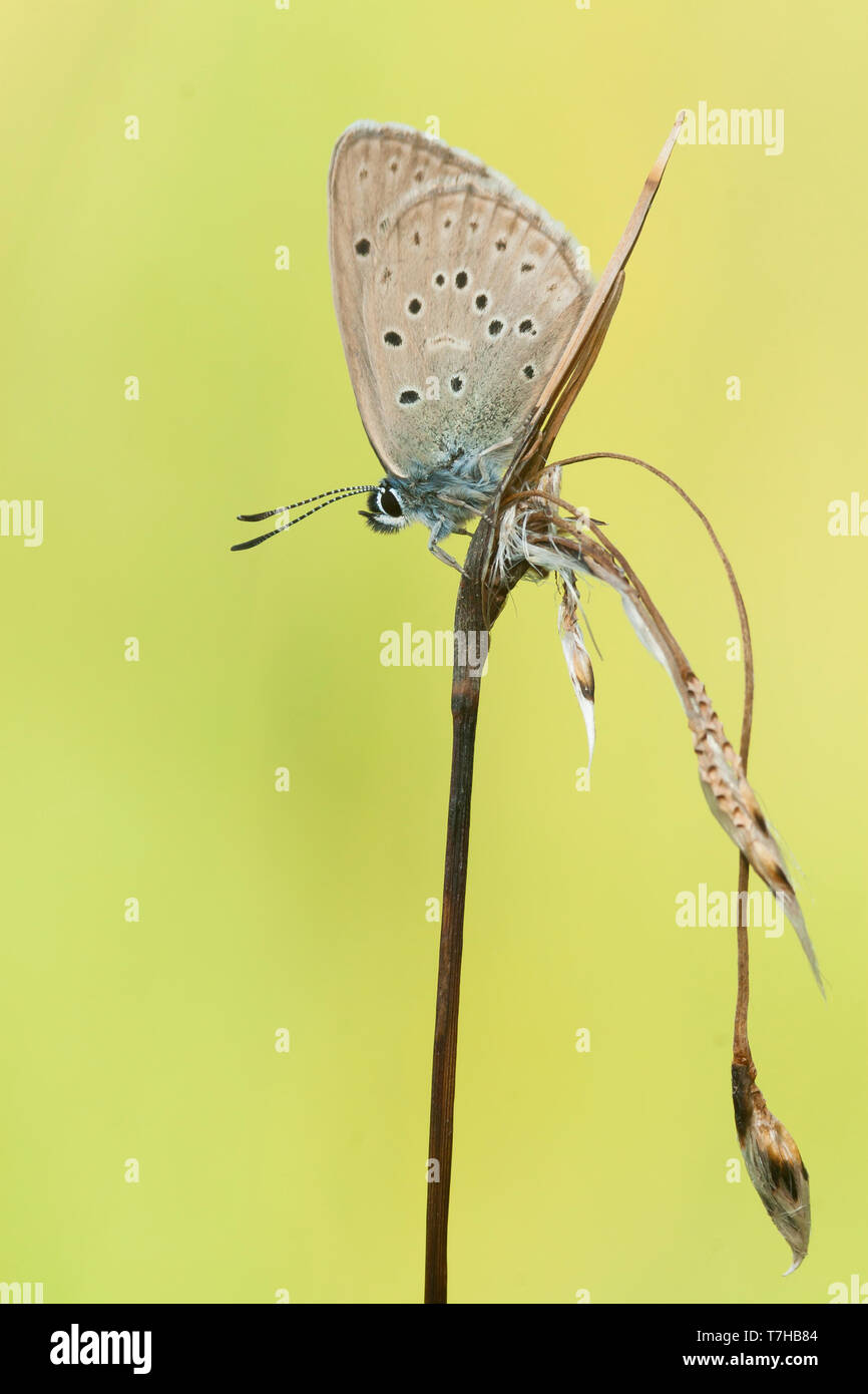 Maculinea teleius Banque de photographies et d’images à haute ...