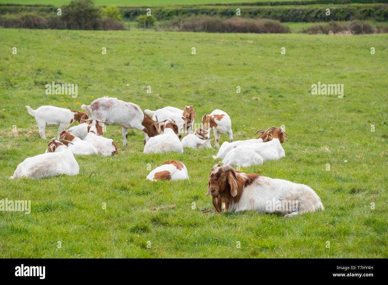 Chèvres boer Banque de photographies et d’images à haute résolution - Alamy
