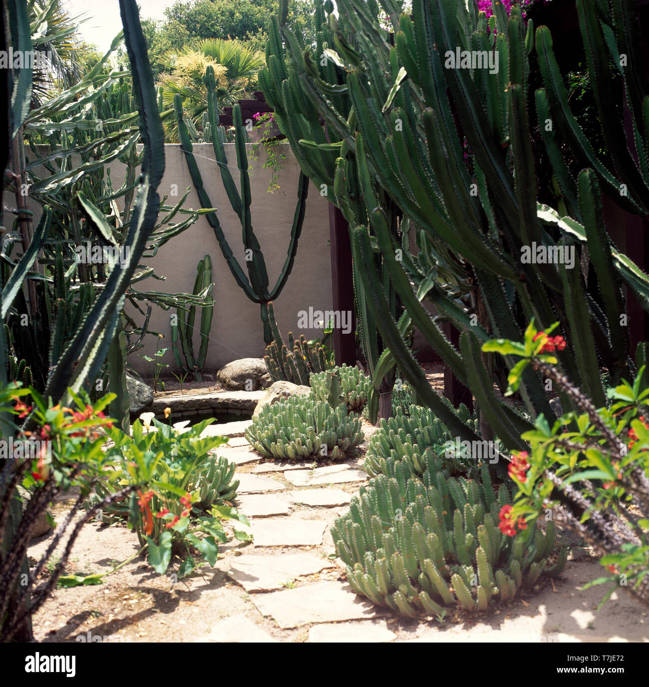 Cacti garden Banque de photographies et d’images à haute résolution - Alamy