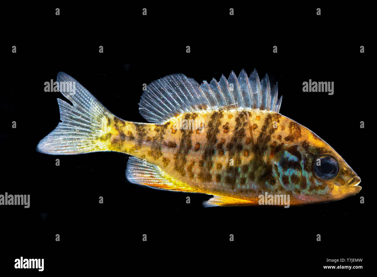 Sunfish europe Banque de photographies et d’images à haute résolution ...