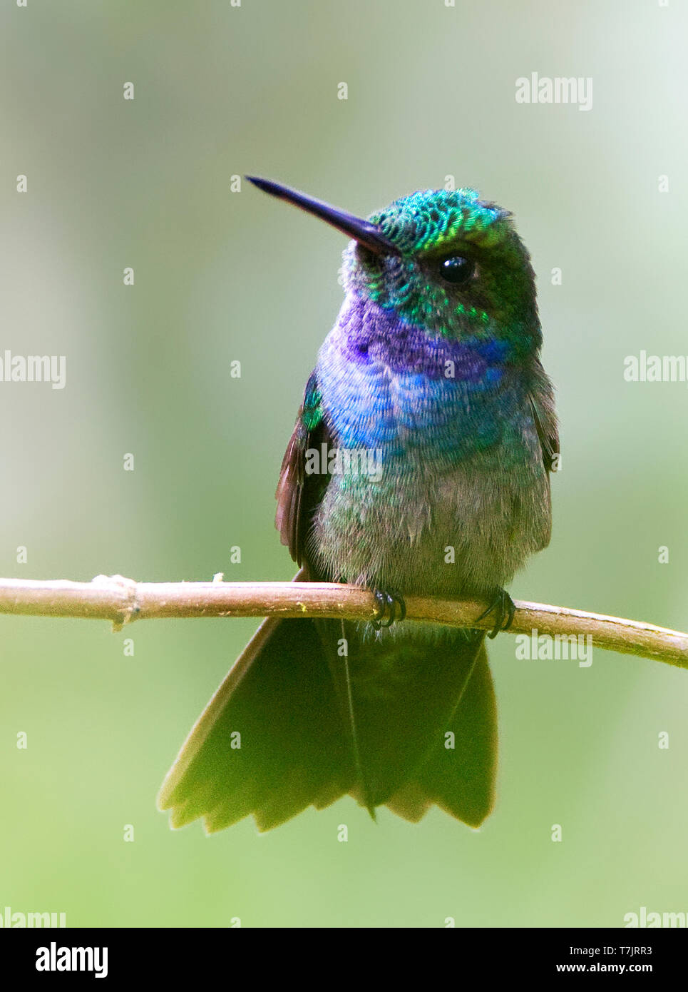Colibri sous la pluie Banque de photographies et d’images à haute ...