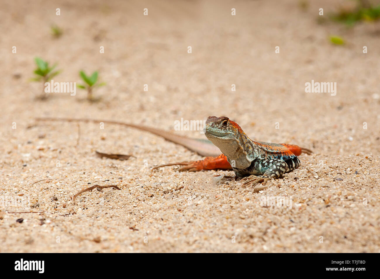 Ong hong Banque de photographies et d’images à haute résolution - Alamy