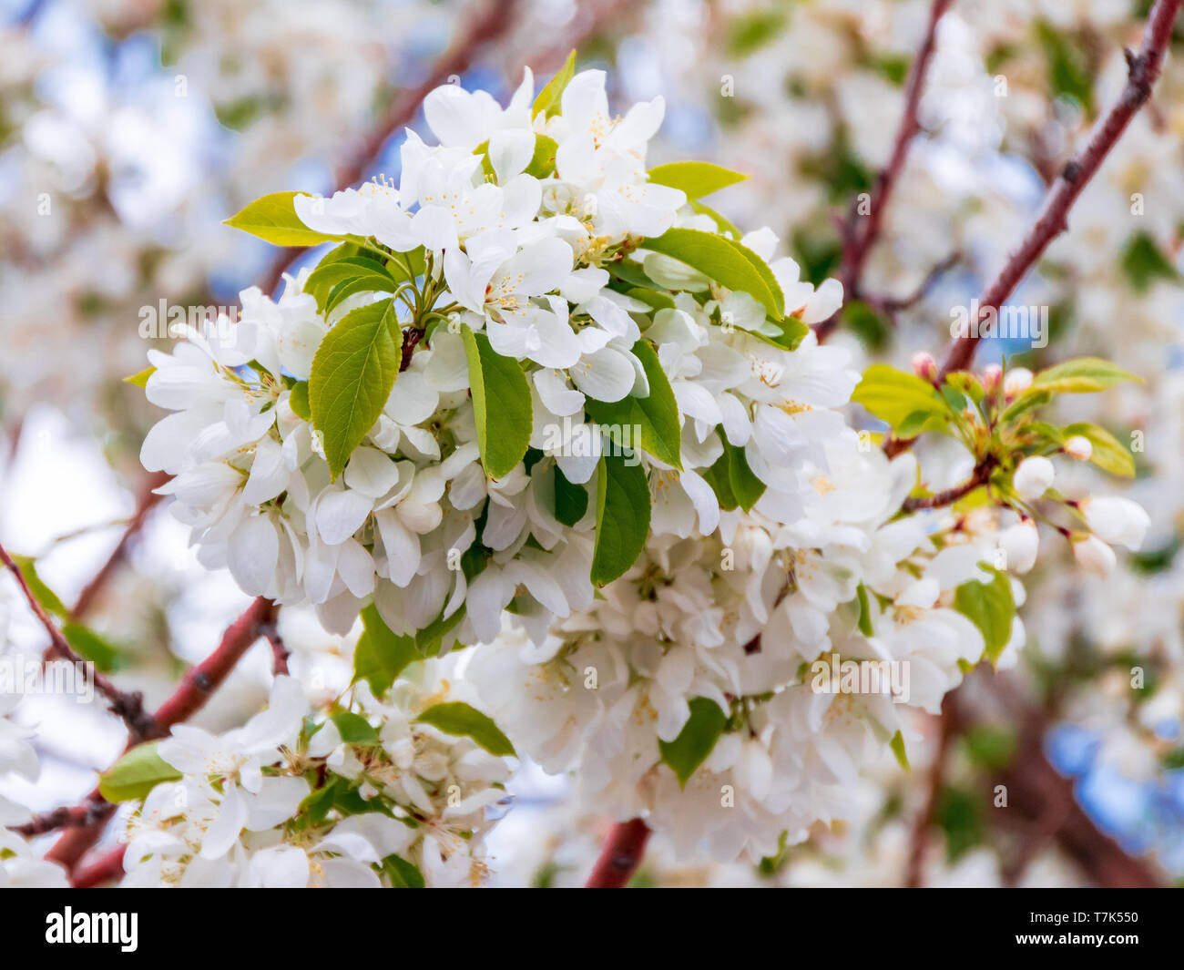 Printemps fleur de pommetier Banque de photographies et d’images à ...