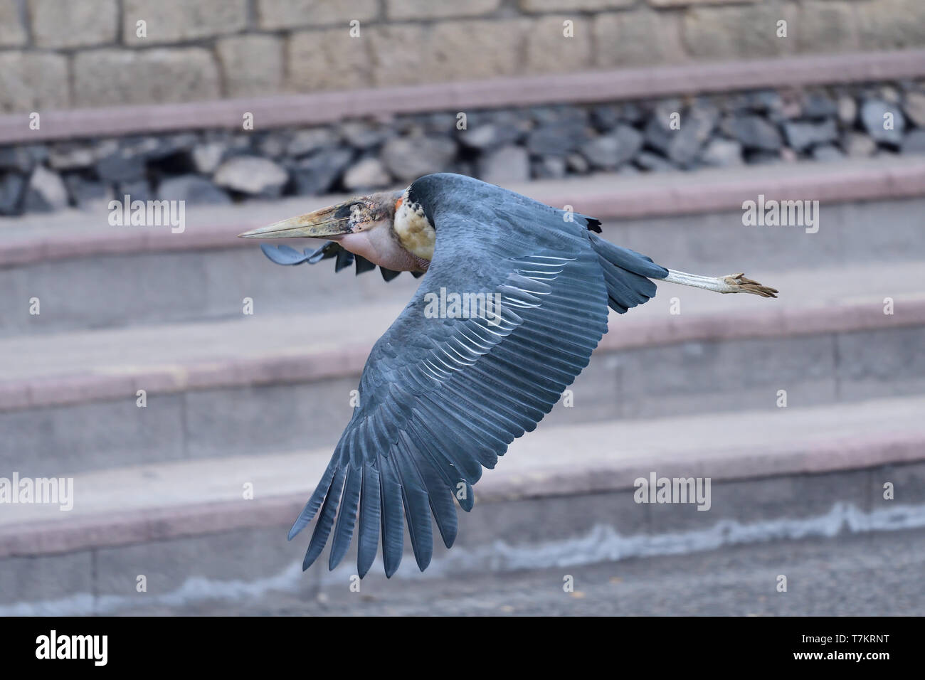échassier oiseau africain marabout Banque de photographies et d’images ...