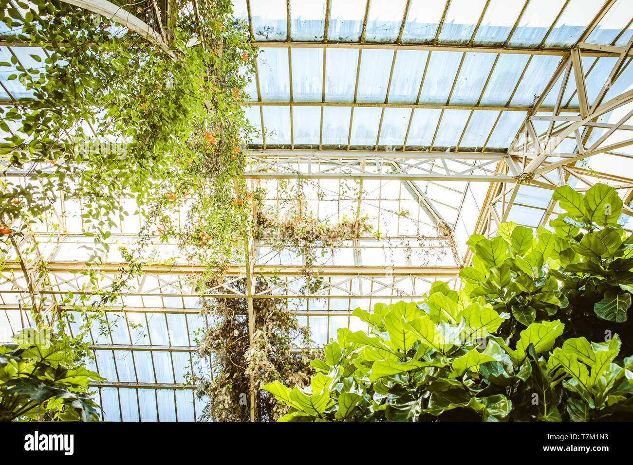 Serre tropicale serre intérieur ensoleillé plein de plantes vertes ...