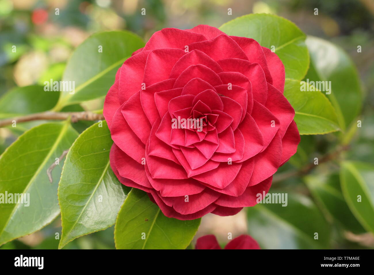 Camellia japonica roger hall Banque de photographies et d’images à ...
