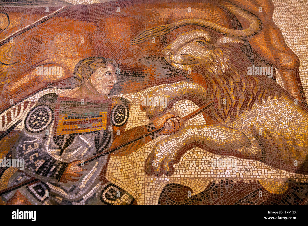 Venatio roman Banque de photographies et d’images à haute résolution ...