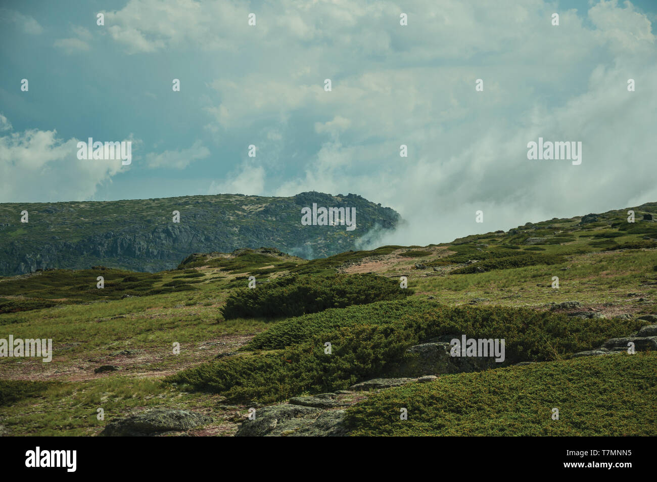 Arbuste ravin Banque de photographies et d’images à haute résolution ...