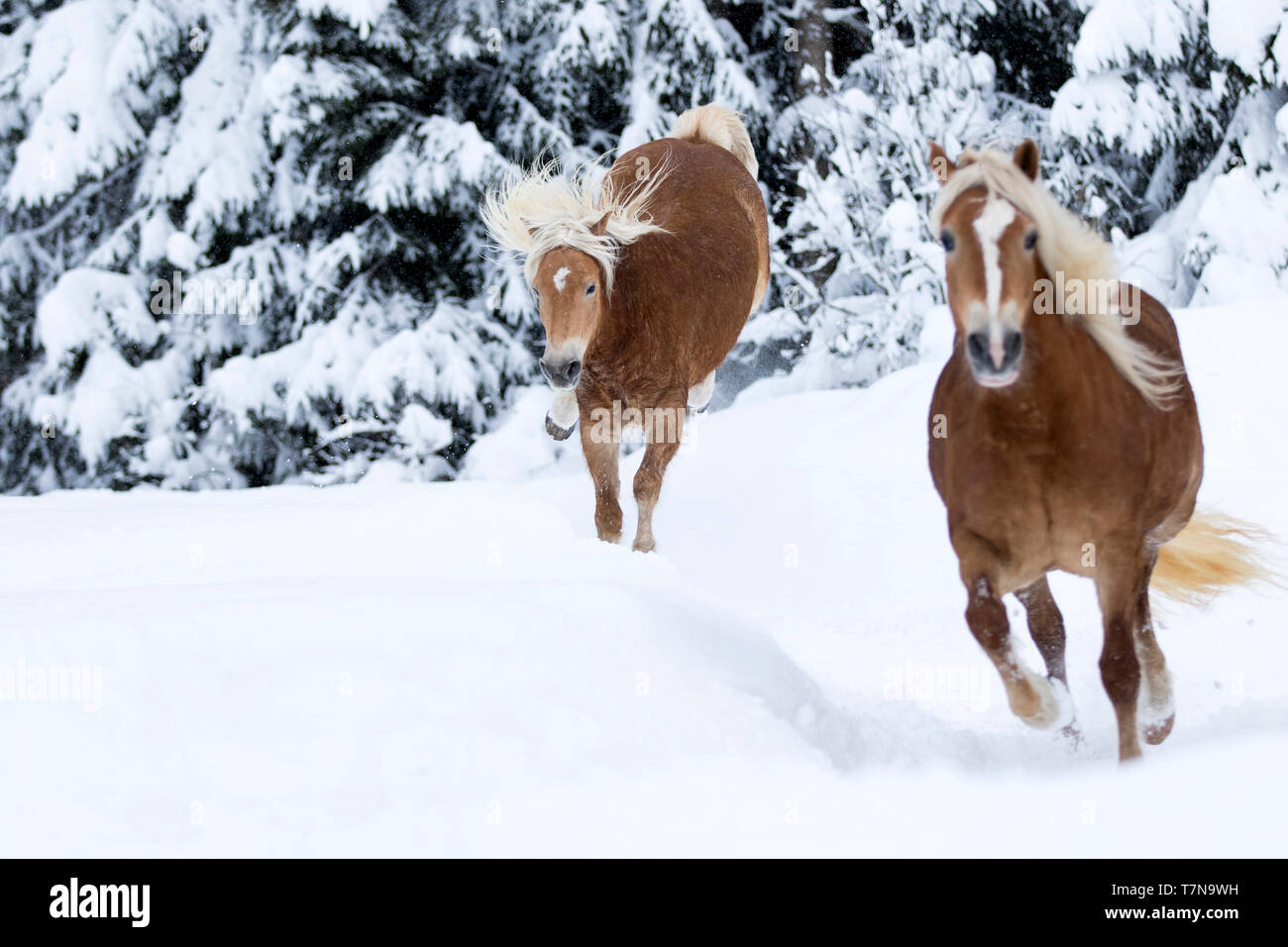 Haflinger horse snow Banque de photographies et d’images à haute ...