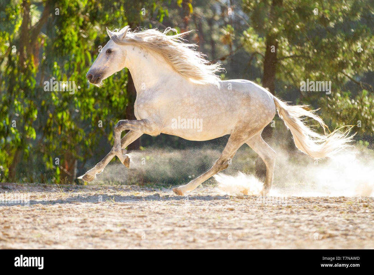 Cheval lusitanien gris pommelé Banque de photographies et d’images à ...