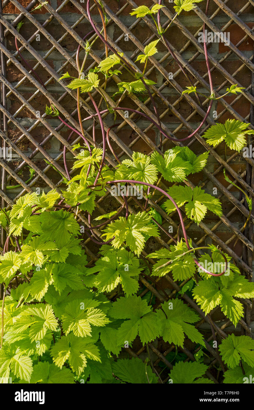 Humulus lupulus aureus golden hop Banque de photographies et d’images à ...