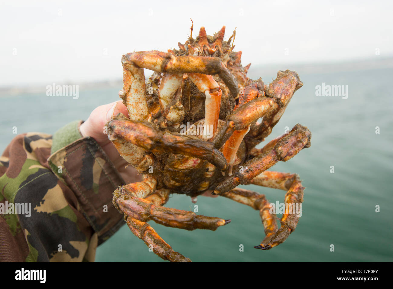 European spider crab Banque de photographies et d’images à haute ...