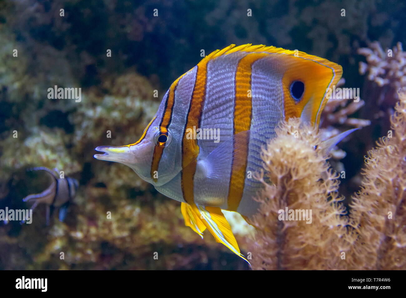 Paysages aquatiques montrant un poisson de récif de coraux colorés ...