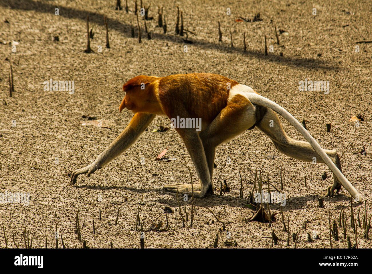 Le rare et belle proboscis monkey avec son long nez unique au parc ...