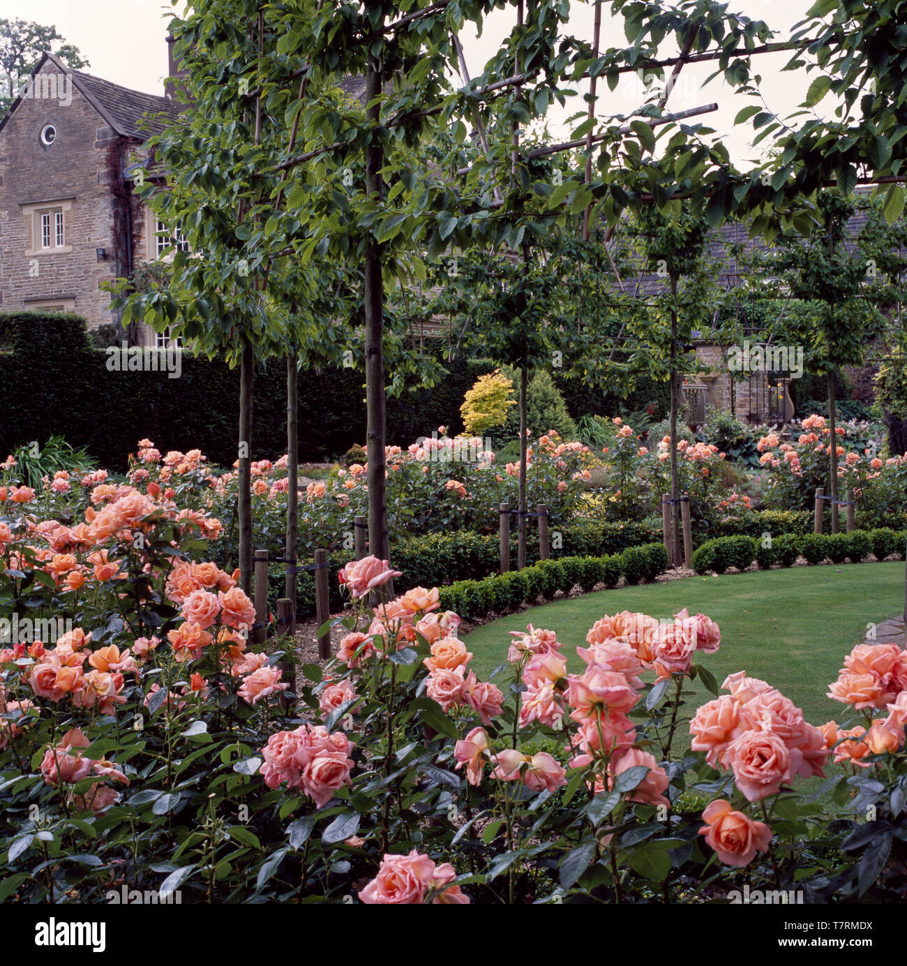 Grande bordure de roses rose pâle et arbres pleached Photo Stock - Alamy