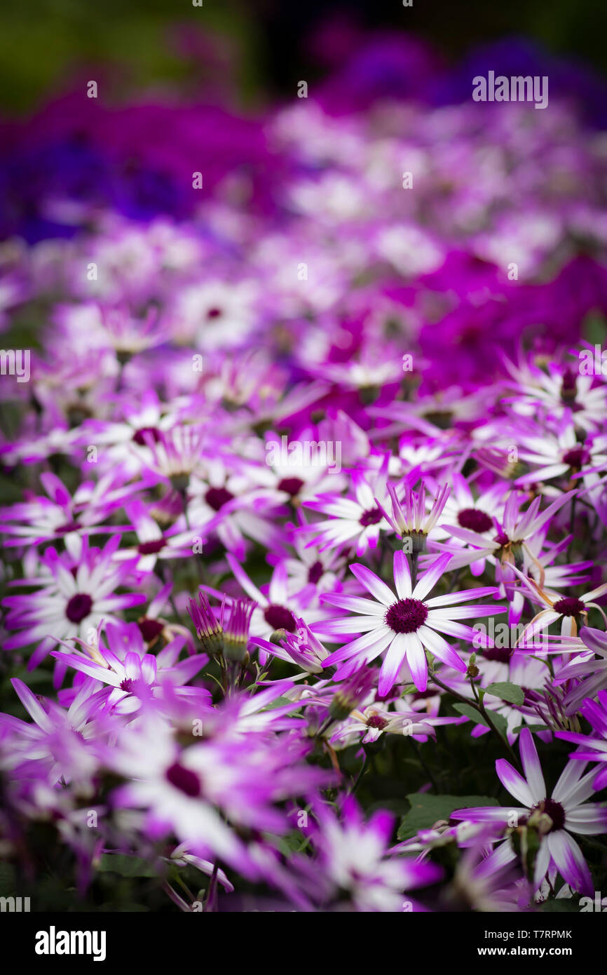 Pericallis plant senetti Banque de photographies et d’images à haute ...
