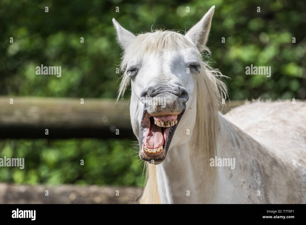 Bouche de cheval Banque de photographies et d’images à haute résolution ...