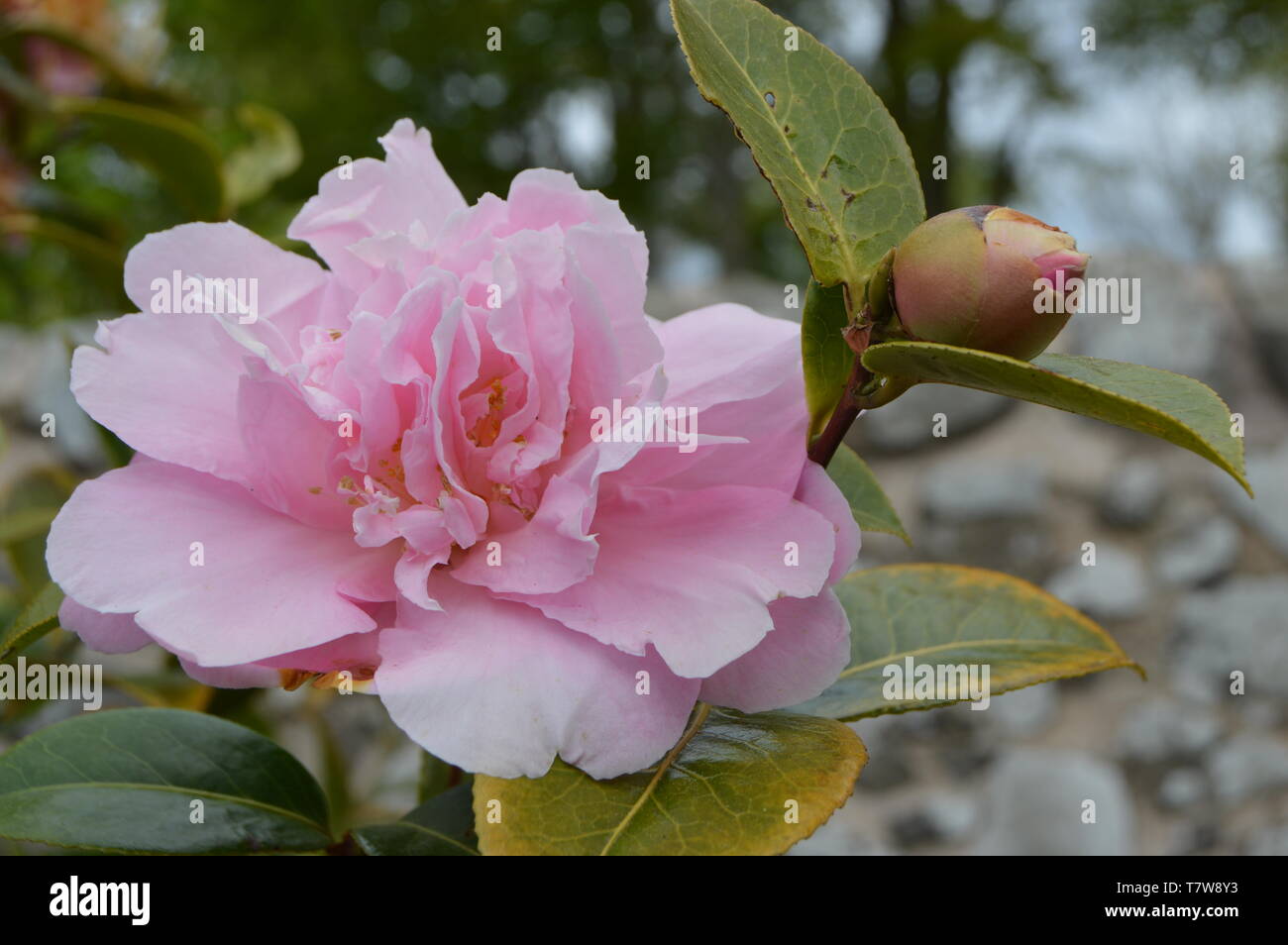 Earlshall Castle Banque d'image et photos - Alamy