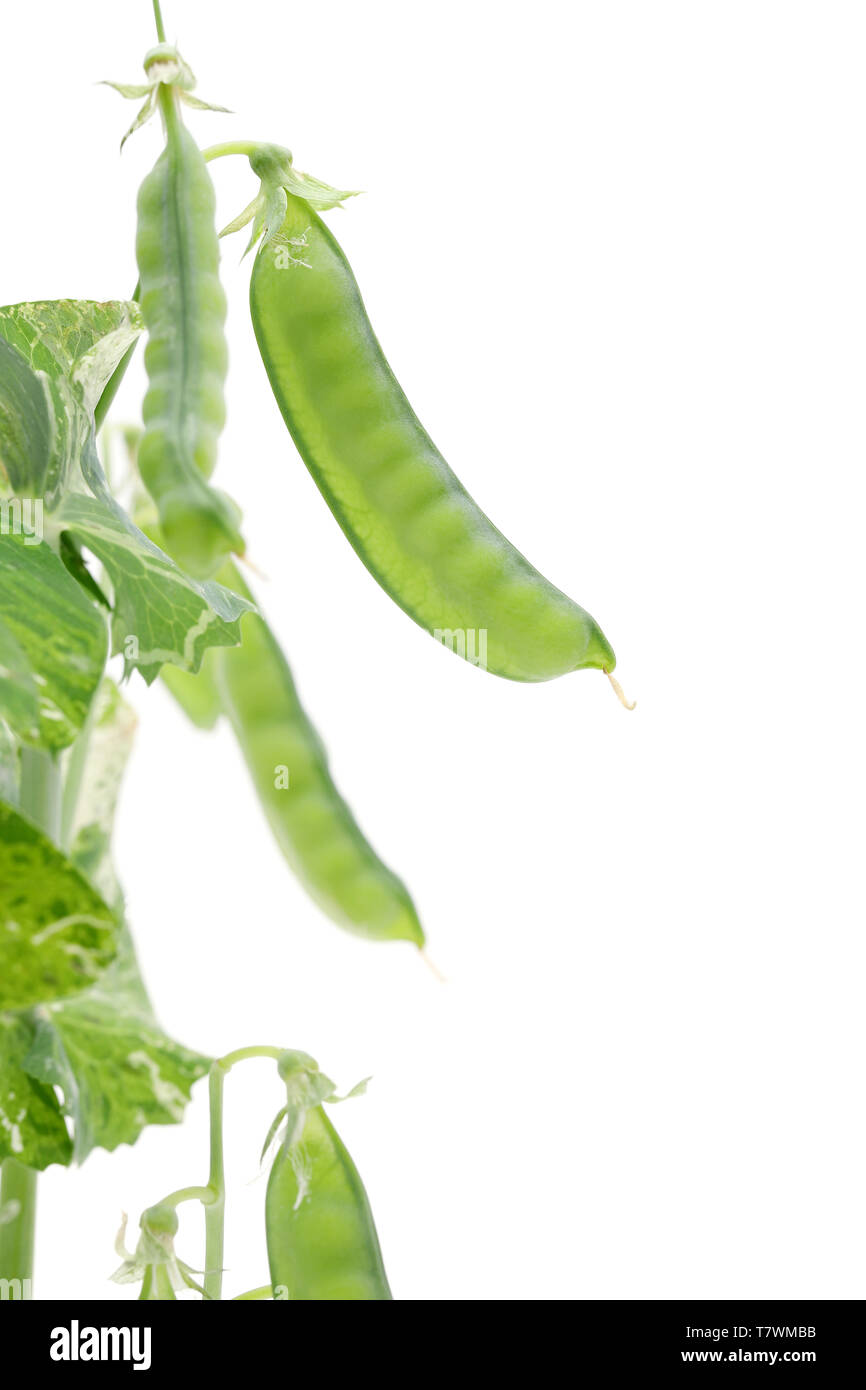 Soja vert Banque de photographies et d’images à haute résolution - Alamy