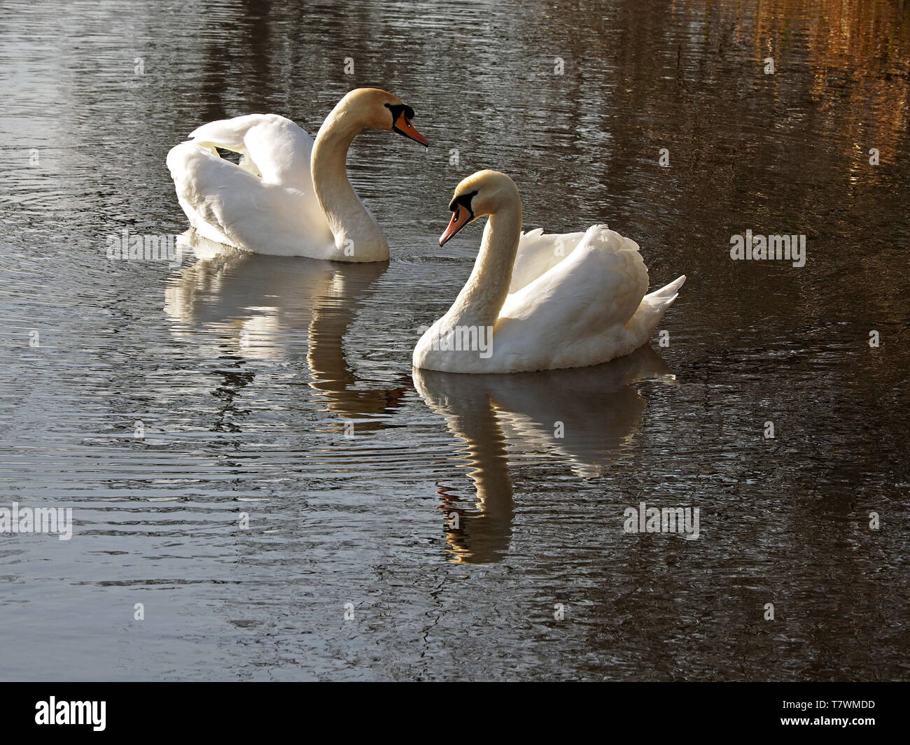 Affichage de la parade nuage cygne muet Banque de photographies et d’images à haute résolution ...