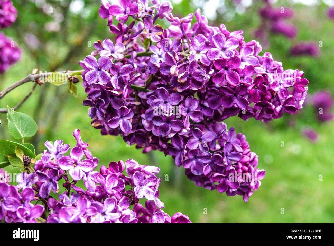 Rose fleur fleurs jardin plante plantes lilas lilas Banque de ...