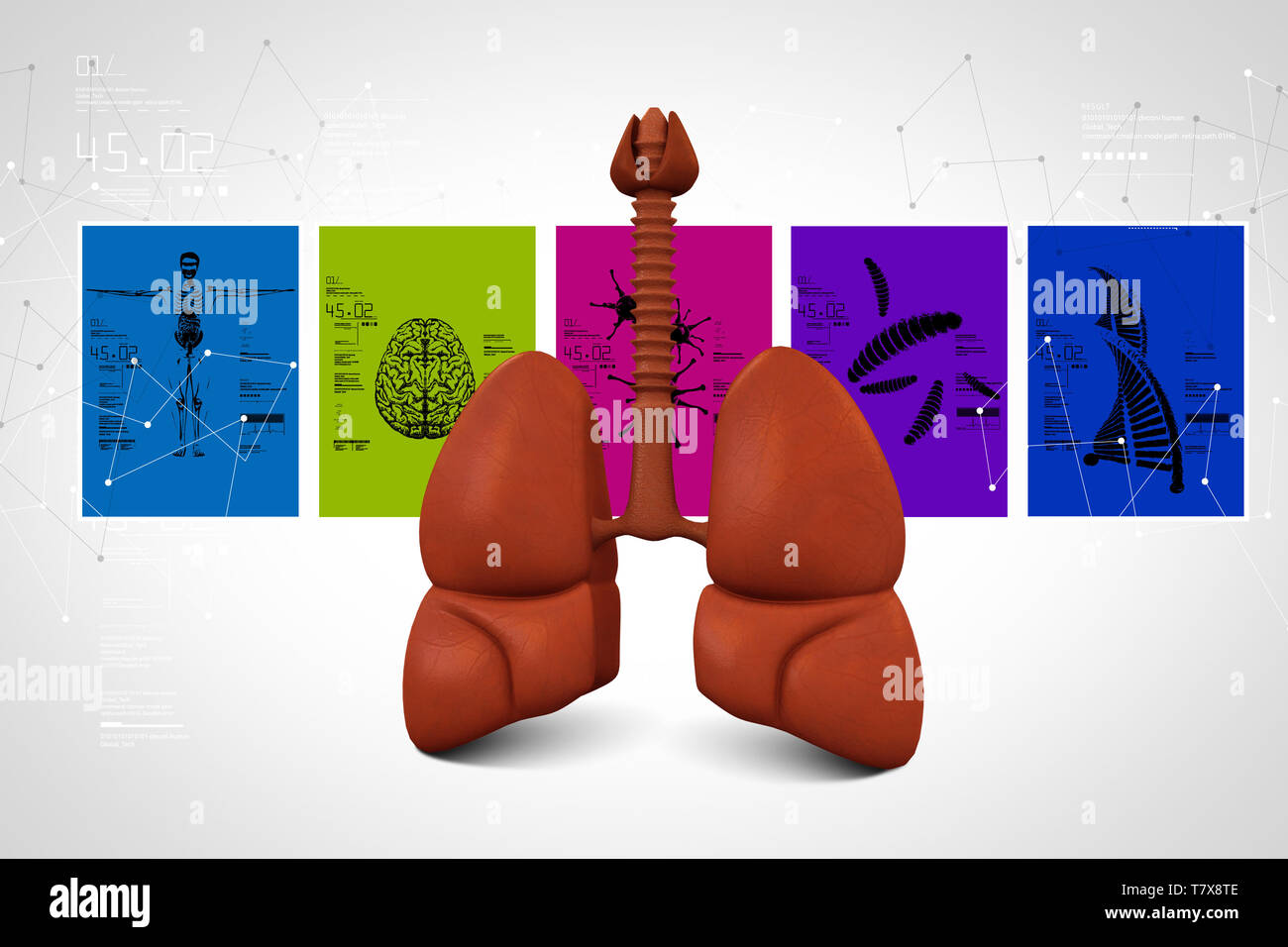 Organe interne des poumons humains Banque de photographies et d’images ...