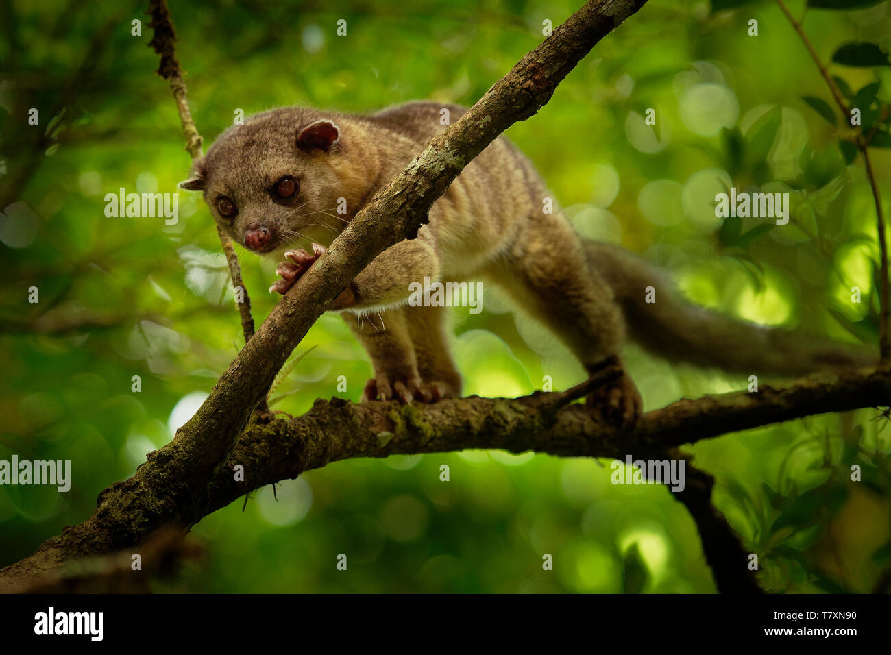 Bassaricyon gabbii Banque de photographies et d’images à haute ...