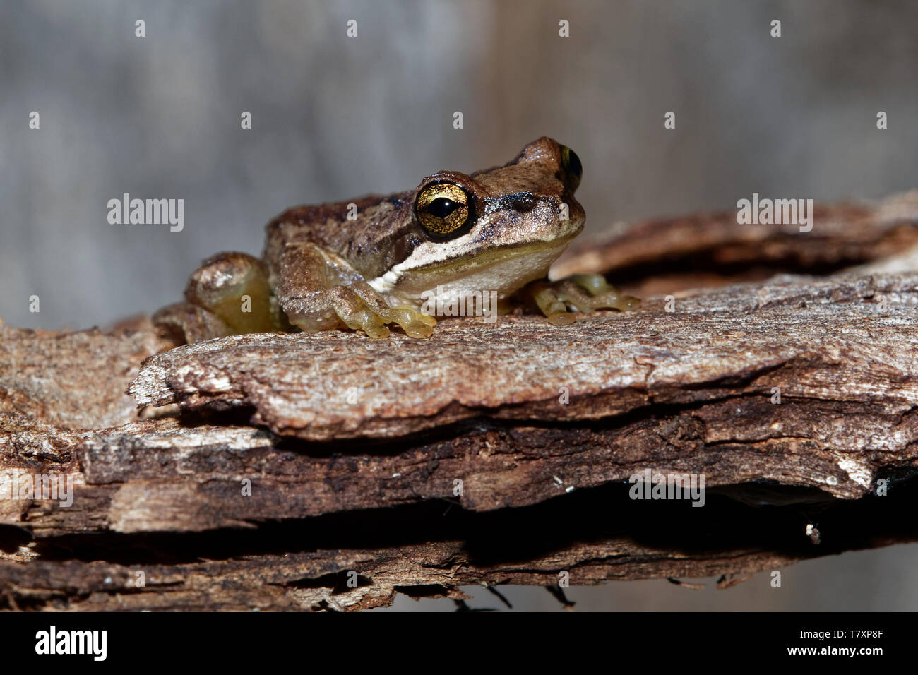Grenouille arboricole ewings Banque de photographies et d’images à ...